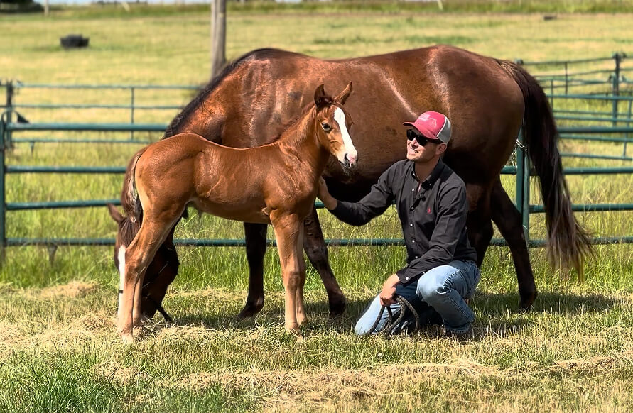AH+ membership | Applied Horsemanship